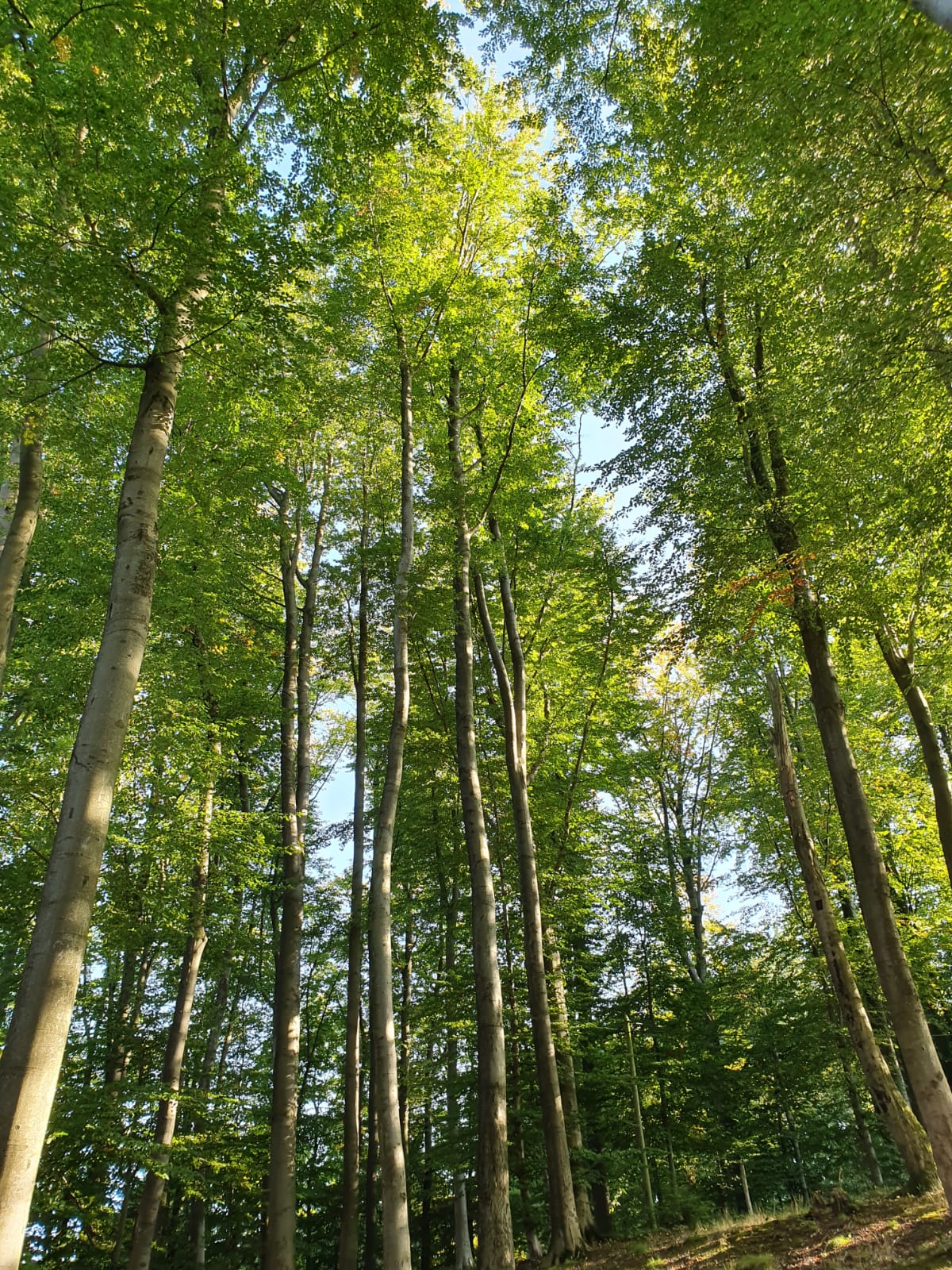 Campingplatz- Elisabethsee - Galerie